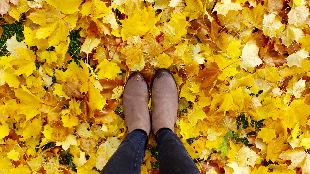 Fall Edition: Your Guide to Seasonal Immunity & Vitality 🍂 - Ziva